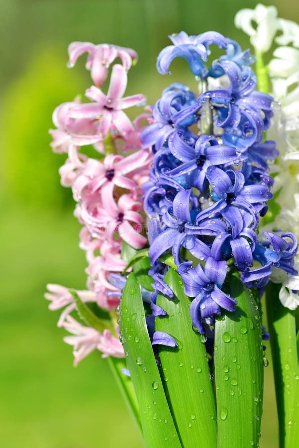 Spring flower Hyacinth. stock photo. Image of seasonal - 89436948
