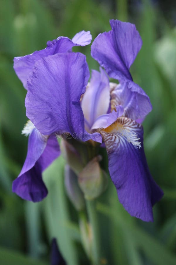 Spring Flower Iris Blooming Stock Photo - Image of petal, iris: 317049052