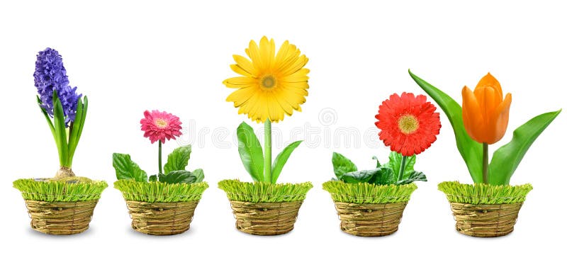 Spring flower isolated stock photo. Image of gerbera - 18560248