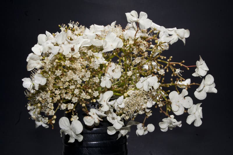 Spring Flower Isolated on Black Background Stock Photo - Image of fresh ...