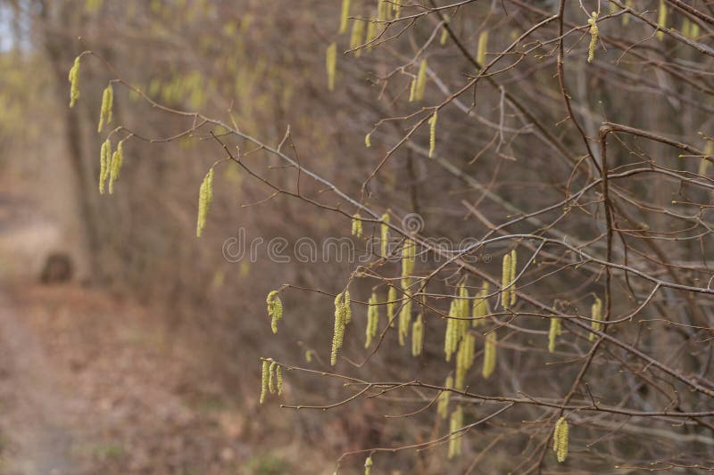 Spring Flower of Jiva Tree. There is a Cat Cat on the Branch Stock ...
