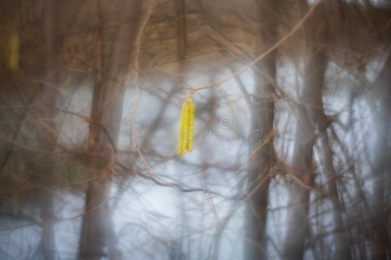 Spring Flower of Jiva Tree. There is a Cat Cat on the Branch Stock ...
