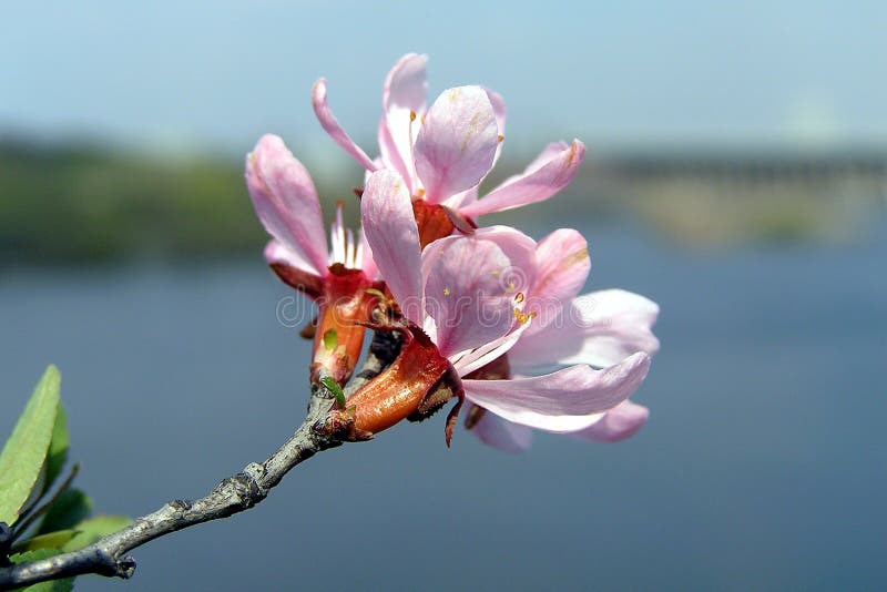 Spring flower with leaves stock photo. Image of blossom - 252253470