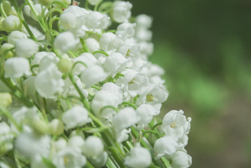 Spring Flower Lilies of the Valley. Lily of the Valley Stock Photo ...