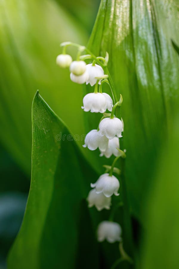 Spring Flower Lily of the Valley Close-up Stock Photo - Image of ...