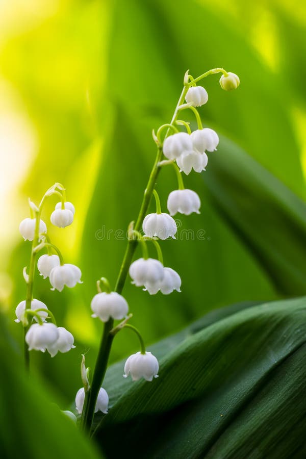 Spring Flower Lily of the Valley Close-up Stock Image - Image of floral ...