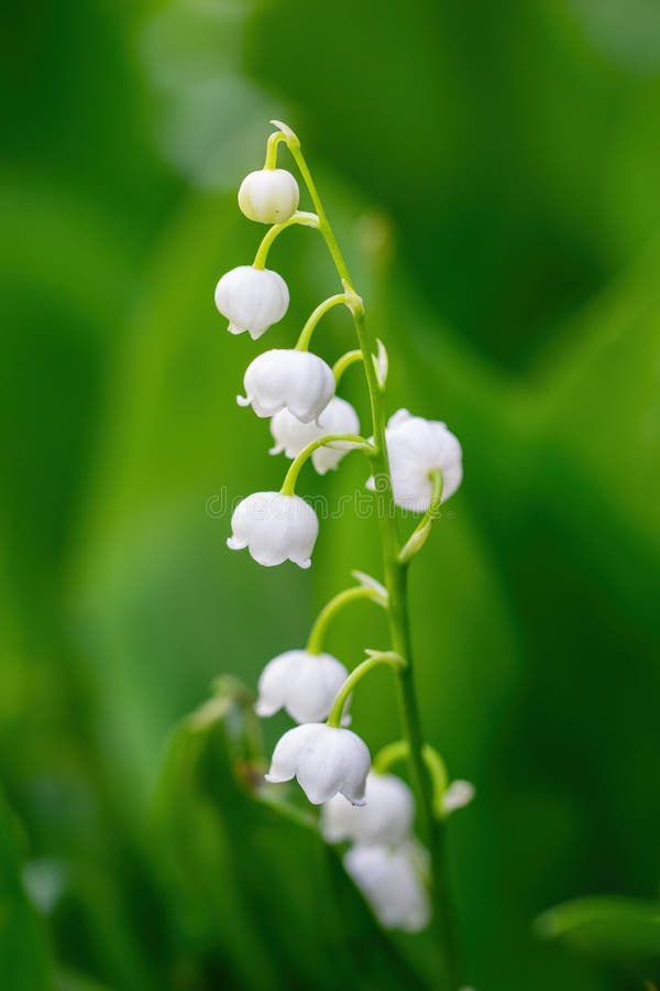Spring Flower Lily of the Valley Close-up Stock Image - Image of head ...