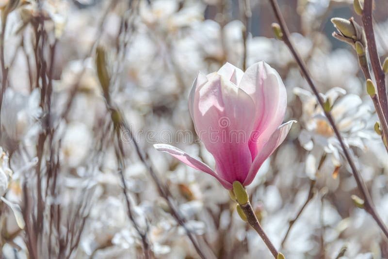 Spring Flower of a Magnolia. Stock Image - Image of natural, tree ...