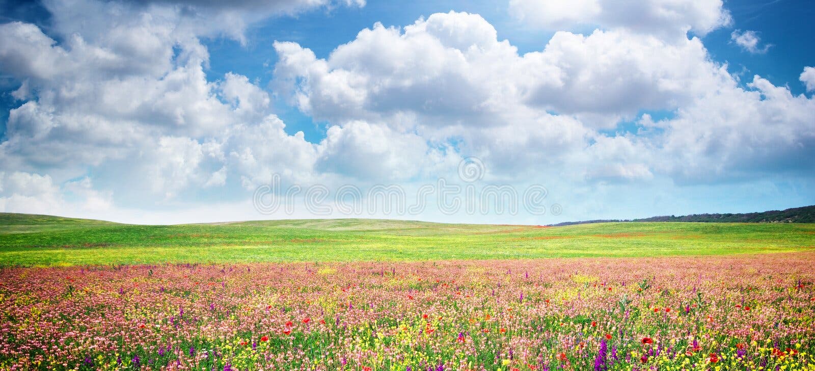 Flower meadow in Summer stock photo. Image of clouds - 97104564