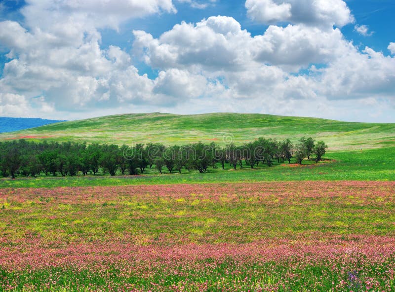 Spring flower meadow stock image. Image of flowers, blossom - 61891759