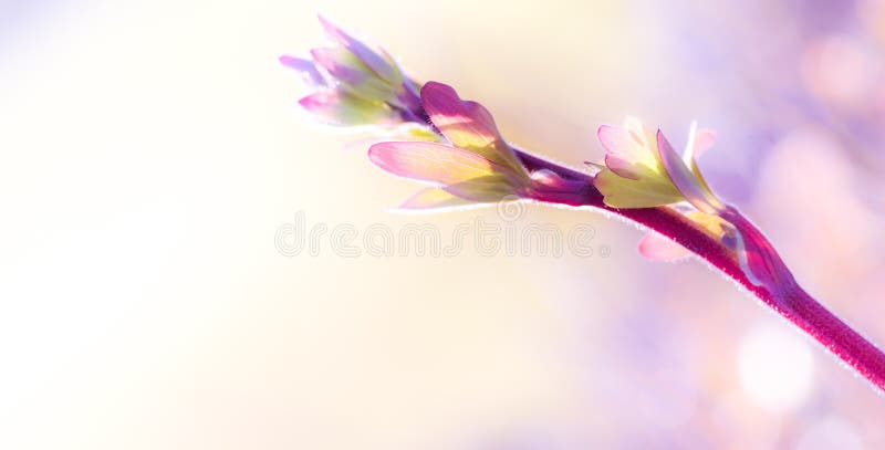 Spring Flower Meadow in Soft Pastel Tone with Bokeh and Background ...