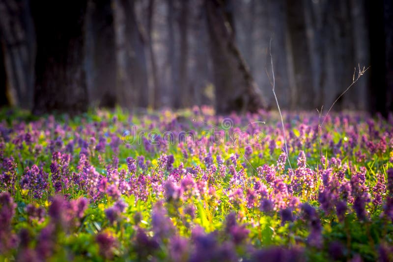 Spring Flower Meadow among Trees in Forest Stock Image - Image of rural ...