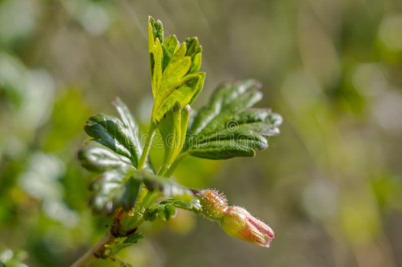 Spring Flower in My Summer Season Garden Stock Photo - Image of summer ...