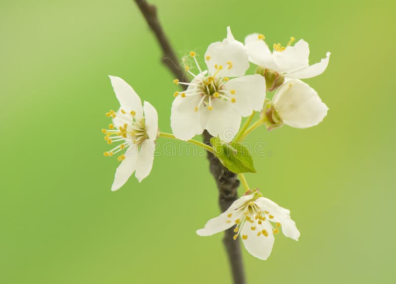 Spring flower stock image. Image of decoration, outdoor - 39982691