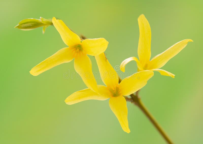 Spring flower stock image. Image of macro, botanical - 39982865
