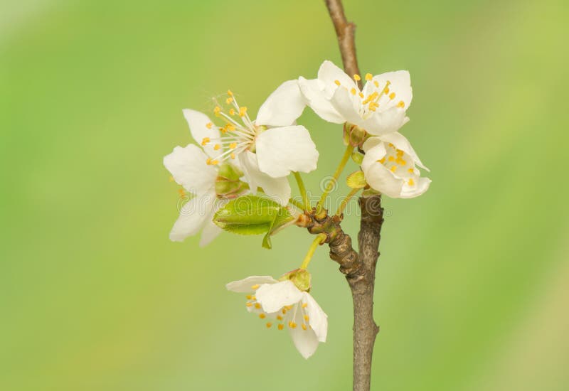 Spring flower stock image. Image of green, nature, ovary - 39982883