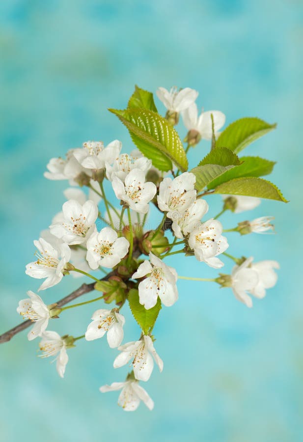 Spring flower stock photo. Image of flora, detail, decoration - 39983500