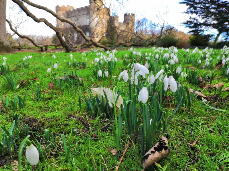 Spring stock image. Image of ireland, nature, flower - 159713889