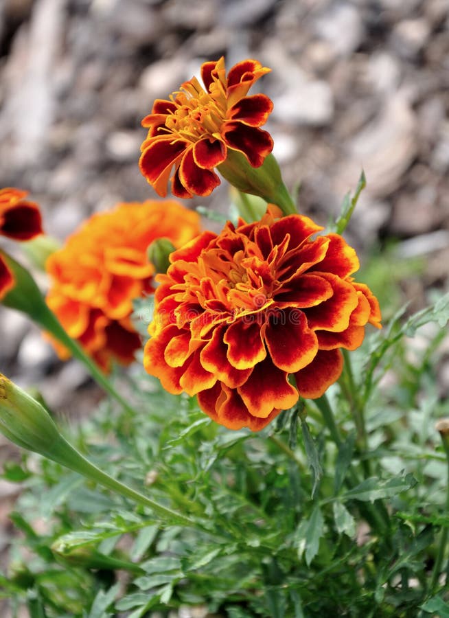 Spring flower stock image. Image of nature, spring, orange - 36297621