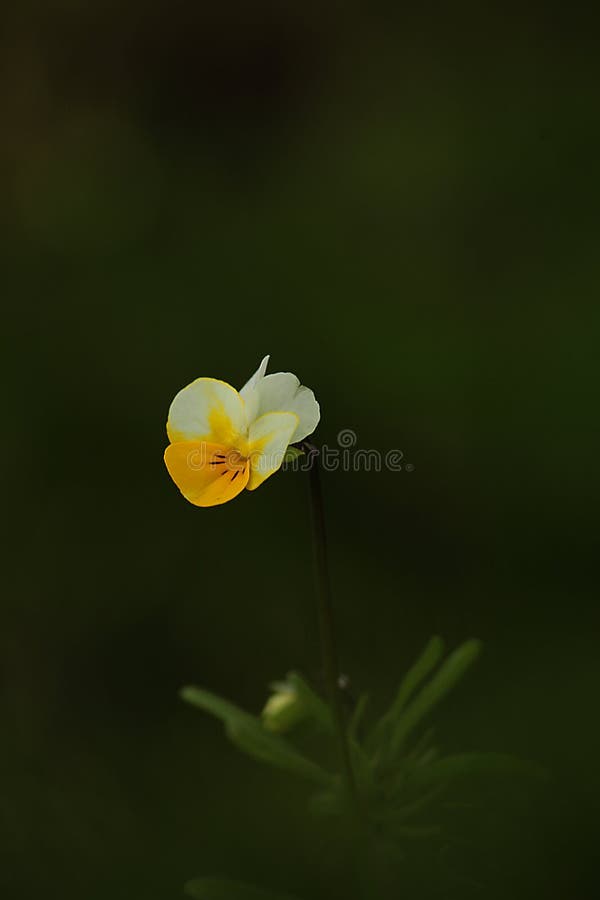 Spring Flower Pansies on a Green Background Stock Image - Image of ...