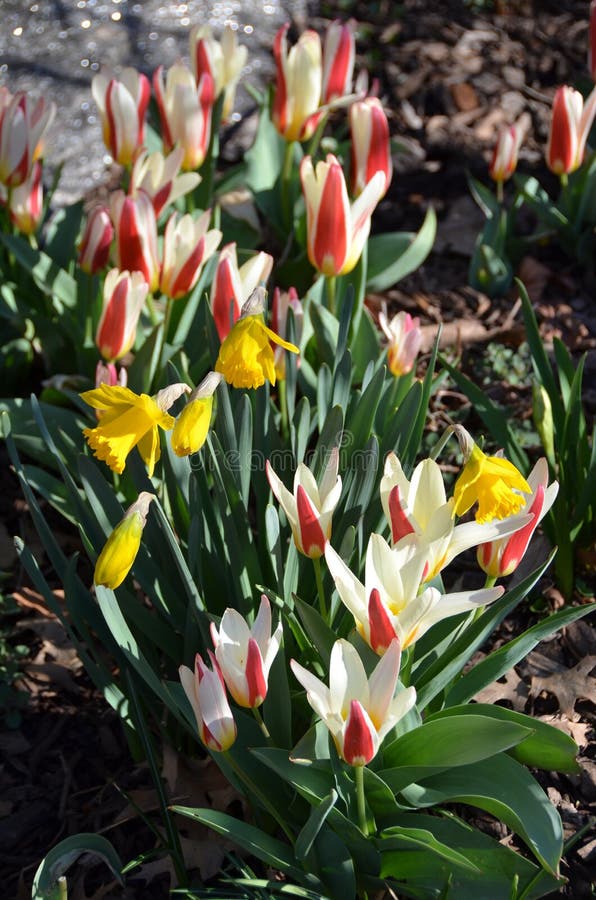 Spring stock photo. Image of daffodils, spring, daffodil - 98462376