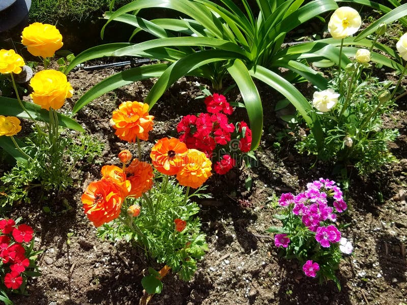 Spring Flower Patch in the Sun 4k Stock Image - Image of spring, green ...