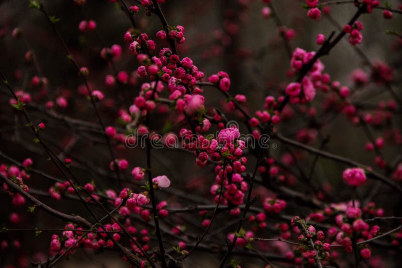 Spring flower stock image. Image of pink, flowers, early - 69354641