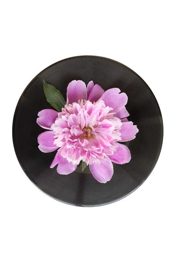 Spring Flower Pink Peony on Black Vinyl Record Stock Image - Image of ...