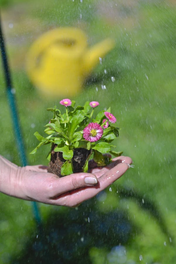 Spring flower planting stock photo. Image of sprinkling - 32228176