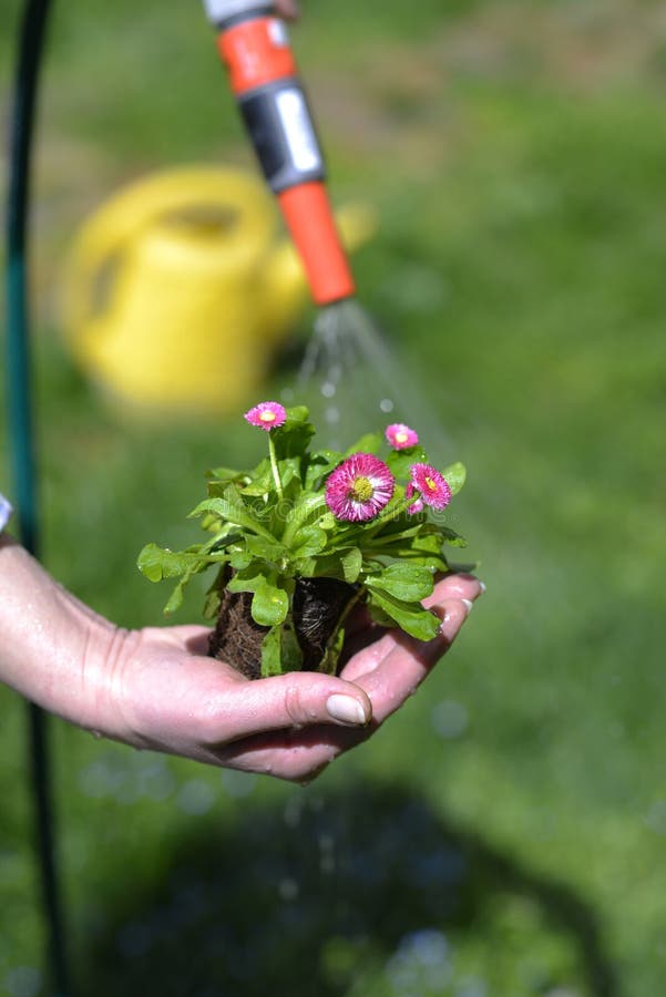 Spring flower planting stock photo. Image of garden, sprinkling - 32228232
