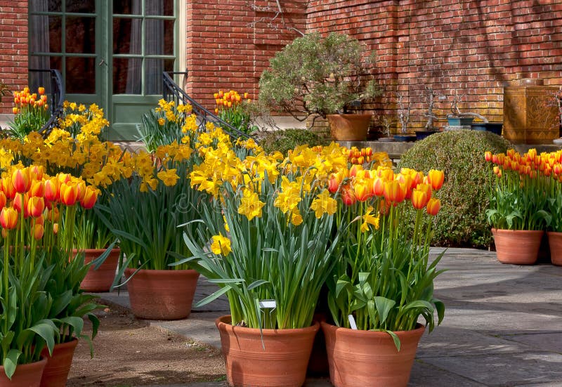 Spring flower pots stock photo. Image of plant, color - 28922692
