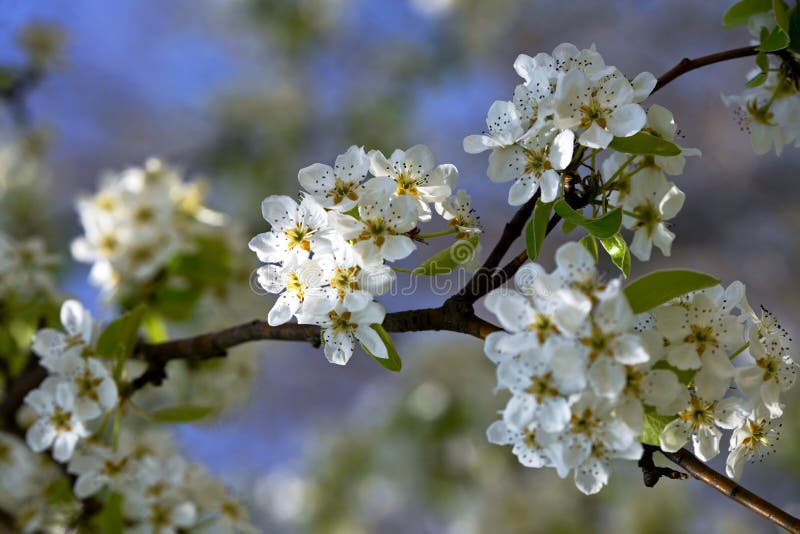 Spring flower power stock image. Image of happiness - 178717341