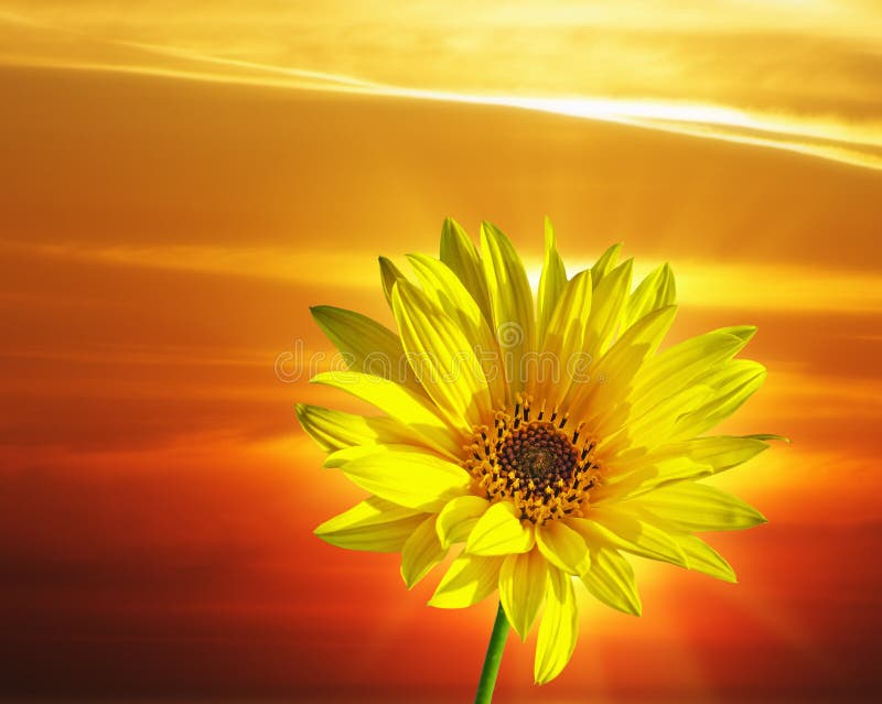 Spring flower stock image. Image of spring, pattern, sunset - 30215675