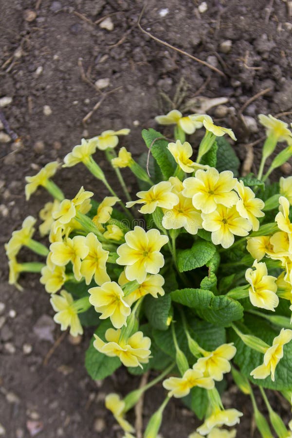 Spring Flower Primrose Blooming in a Flower Bed in the Garden. Stock ...