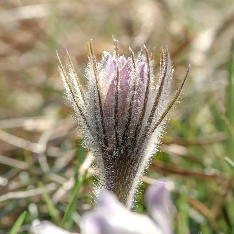 Spring flower, primrose stock image. Image of field - 180468165
