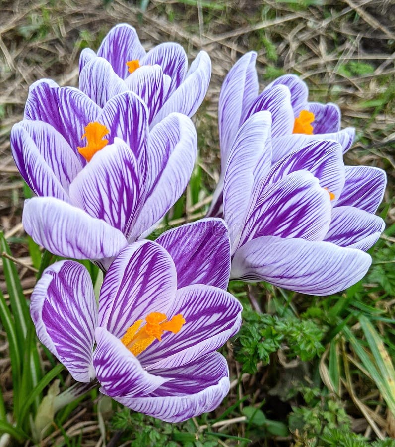 Spring flower stock photo. Image of striped, flower - 216892180