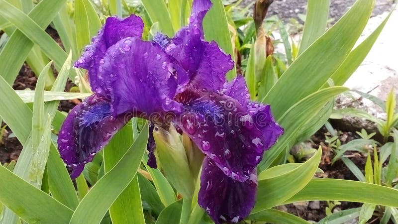 Spring flower stock photo. Image of herbares, rain, droplets - 90858116