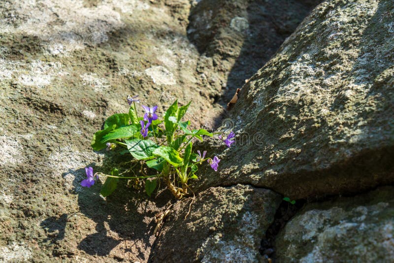 Spring flower on a rock stock image. Image of flora - 241657285