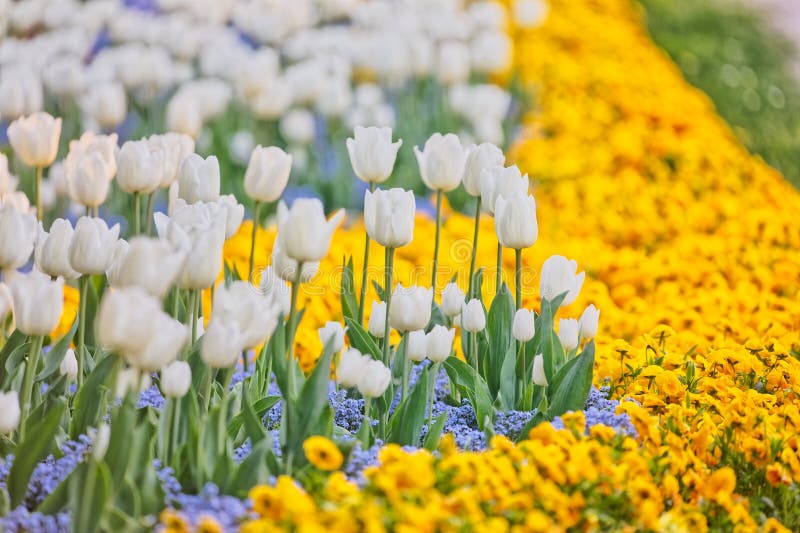 Spring flower rows stock image. Image of color, blossom - 131640241