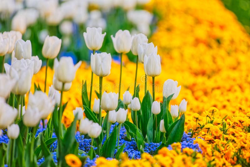 Spring flower rows stock photo. Image of blooming, blue - 119632578