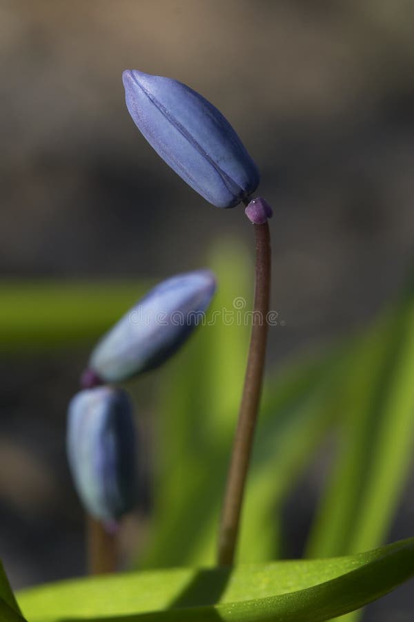 Spring flower s bud stock photo. Image of bloom, flower - 668438