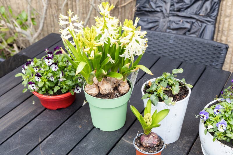 Spring Flower Seedlings on a Table in the Garden Stock Image - Image of ...