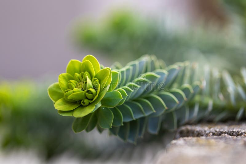A Spring Flower with Small Yellow Flower Buds Forming a Rosette ...