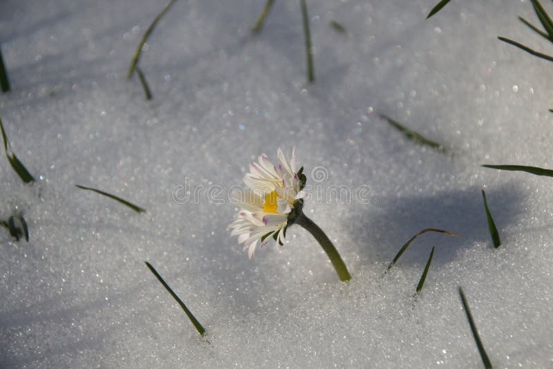 Spring flower in the snow stock image. Image of bloom - 221959735