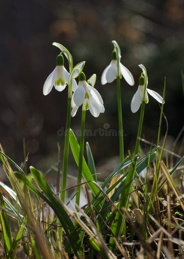 Spring flower snowdrop stock photo. Image of floral, group - 29022398