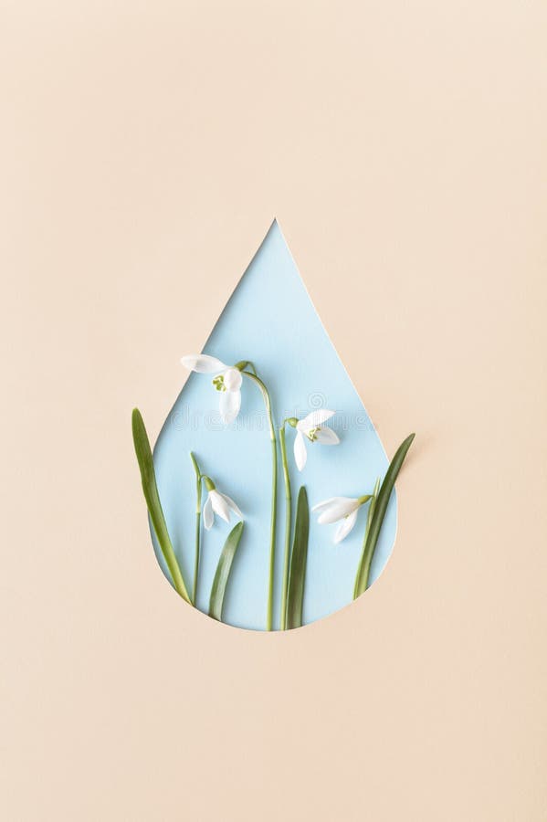 Spring flower snowdrop stock photo. Image of fresh, drop - 265360496