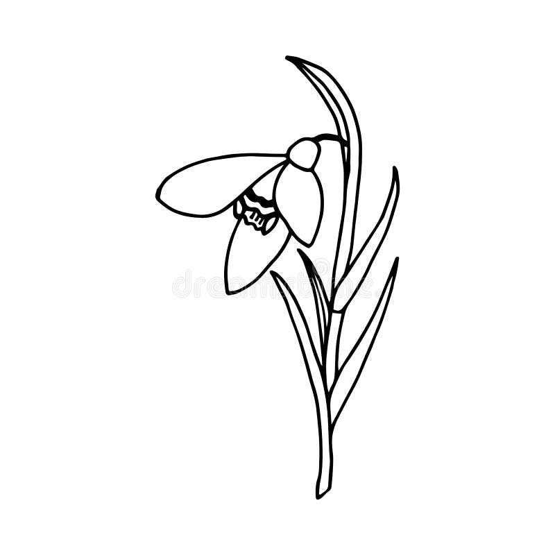 Snowdrop Outline Stock Illustrations – 814 Snowdrop Outline Stock ...
