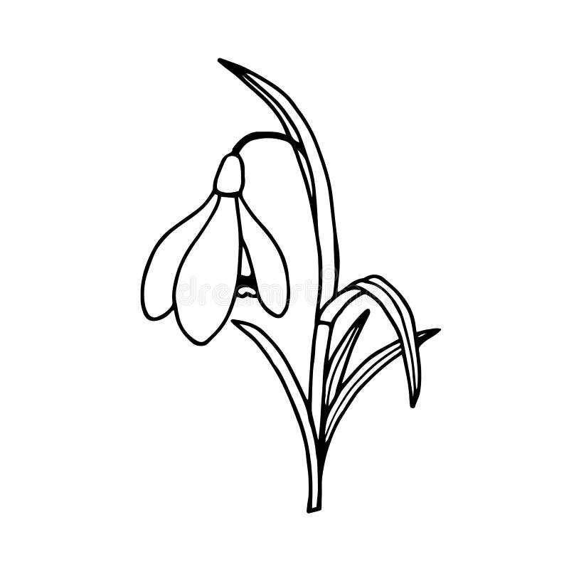 Snowdrop Outline Stock Illustrations – 838 Snowdrop Outline Stock ...