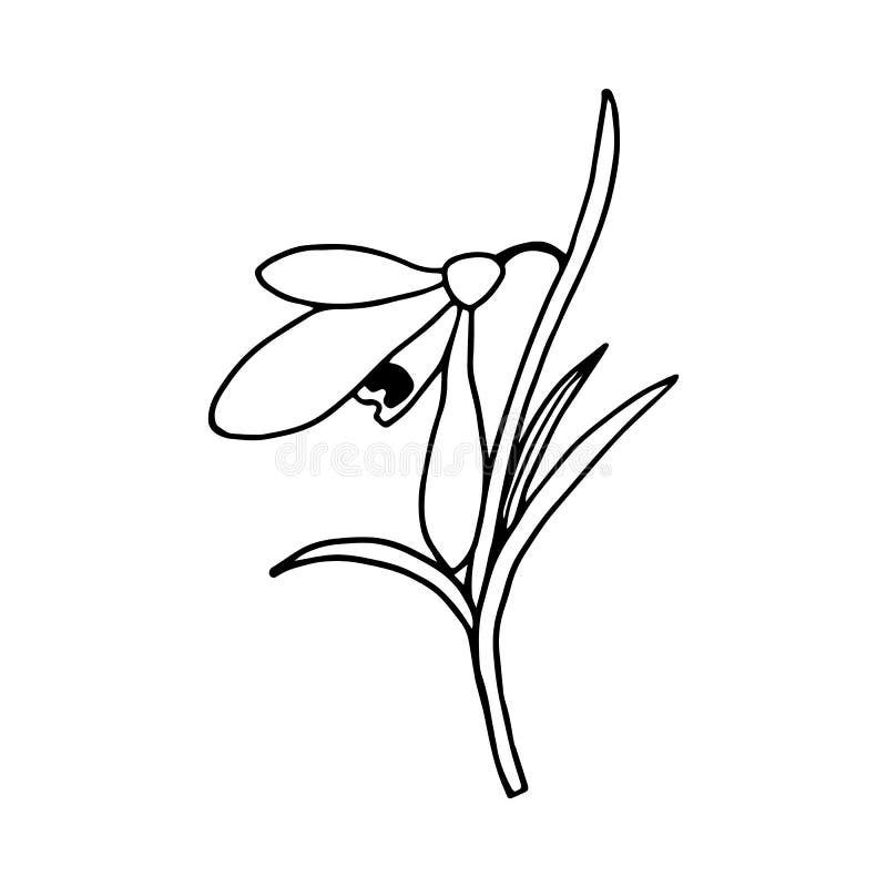 Snowdrop Outline Stock Illustrations – 814 Snowdrop Outline Stock ...