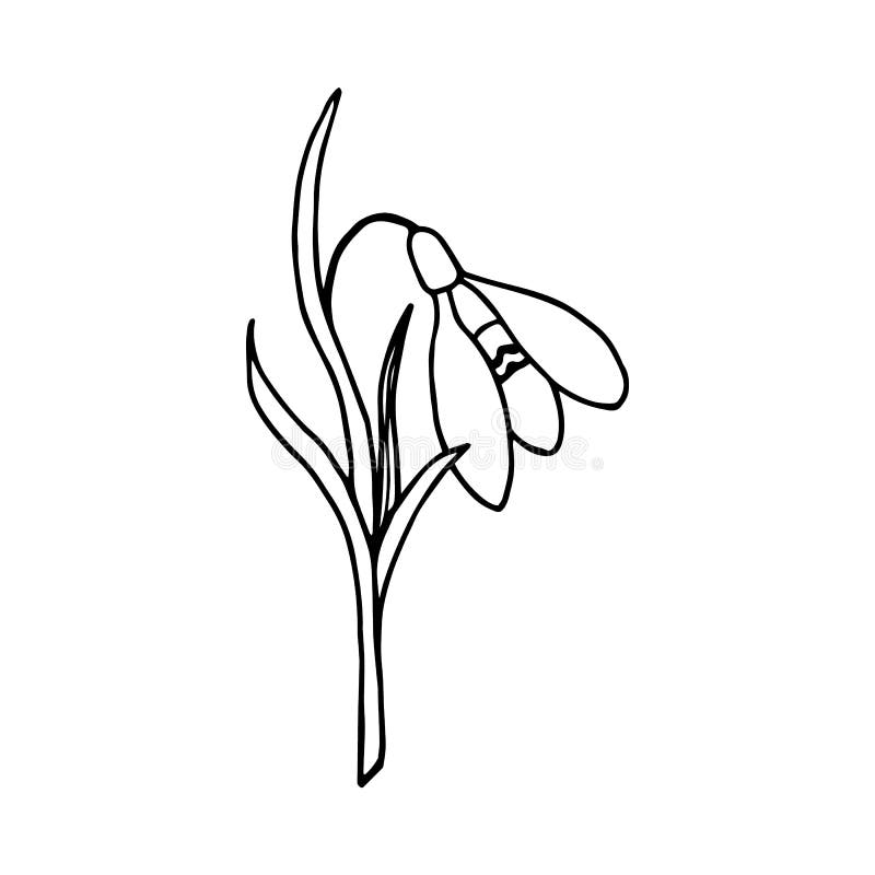 Snowdrop Outline Stock Illustrations – 838 Snowdrop Outline Stock ...